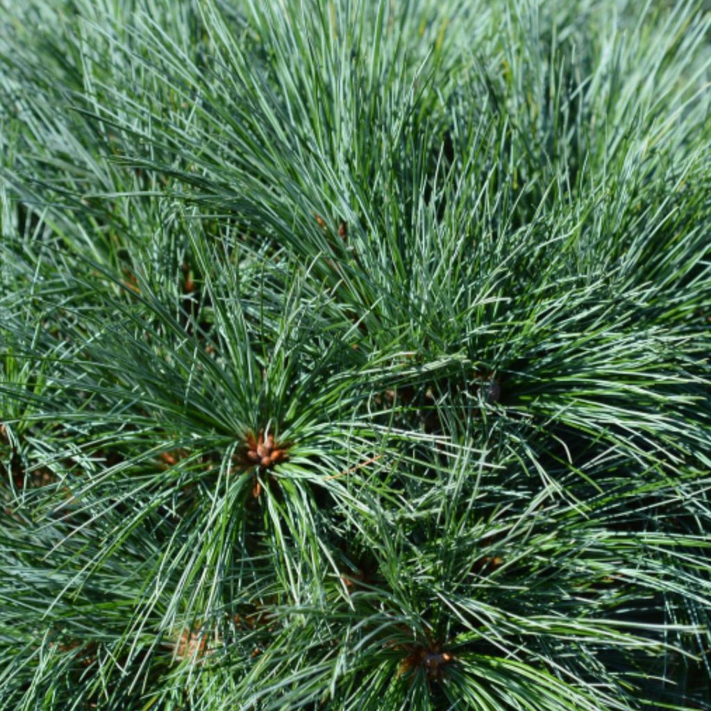 Monterey Pine: Meaning, use and characteristics | EcoTree