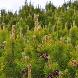 Black Pine: Description and Use | EcoTree