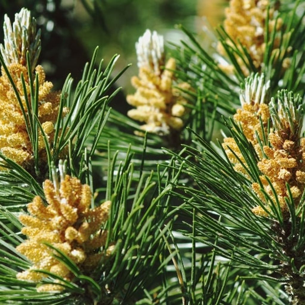 Pin noir d’Autriche - Description et Usage | EcoTree