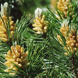 Black Pine: Description and Use | EcoTree