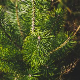 Grove den: een makkelijke boom die bestand is tegen de kou | EcoTree