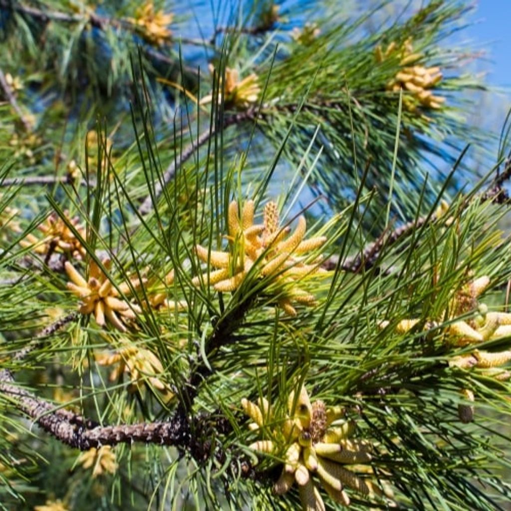 Taeda Pine: Meaning and use | EcoTree