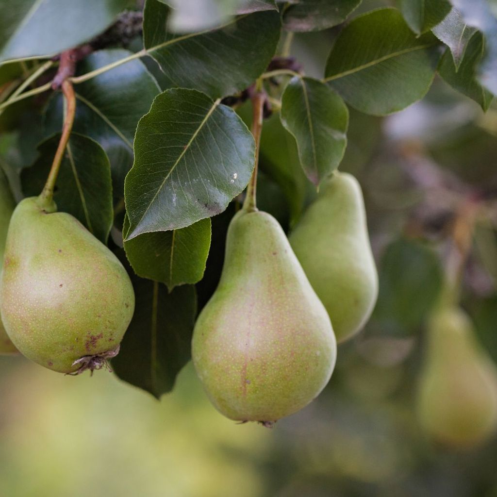Pear tree: Meaning, use and characteristics | EcoTree
