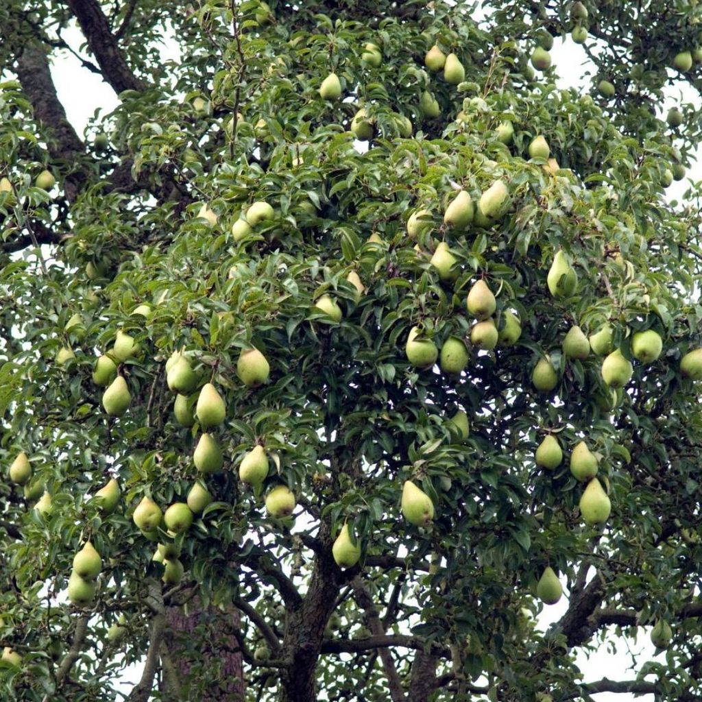 Pear tree: Meaning, use and characteristics | EcoTree