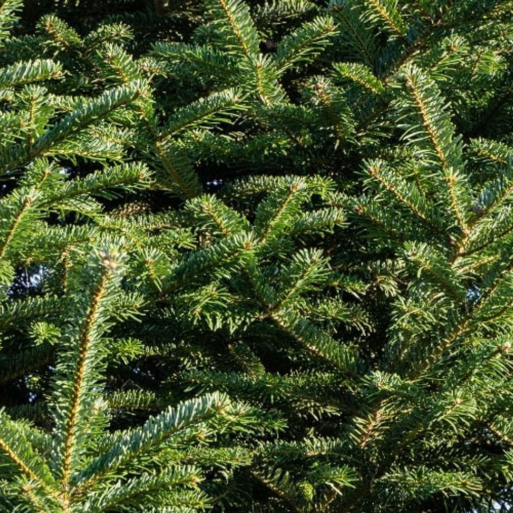 Nordmann Fir: It's importance and use | EcoTree
