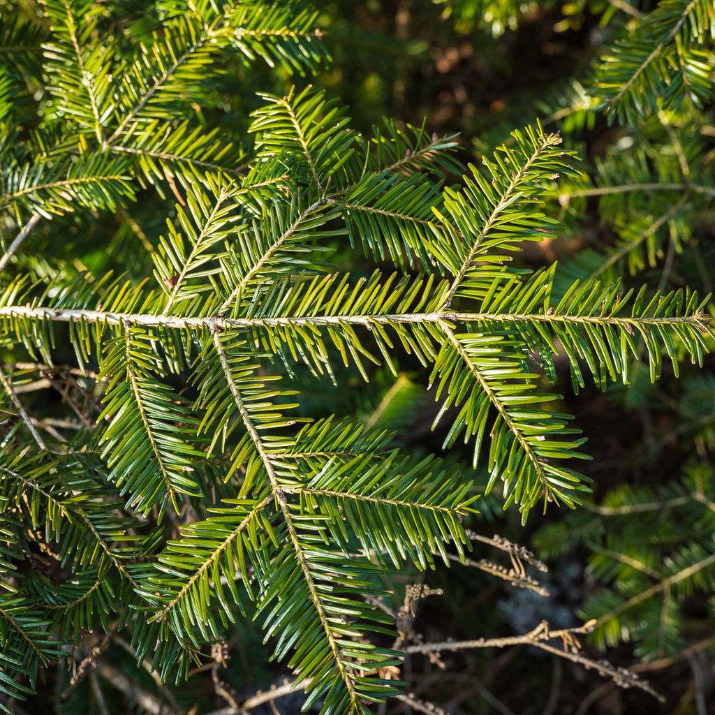 Silver Fir: Importance and use | EcoTree