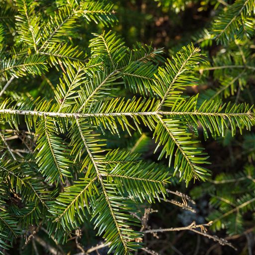 Silver Fir: Importance and use | EcoTree