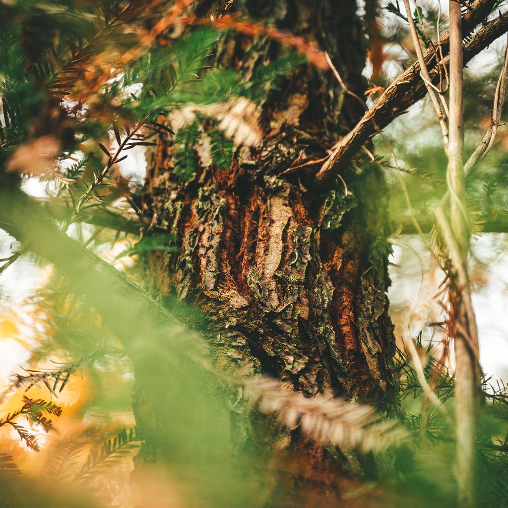 Redwood: uses, characteristics and symbolism | EcoTree