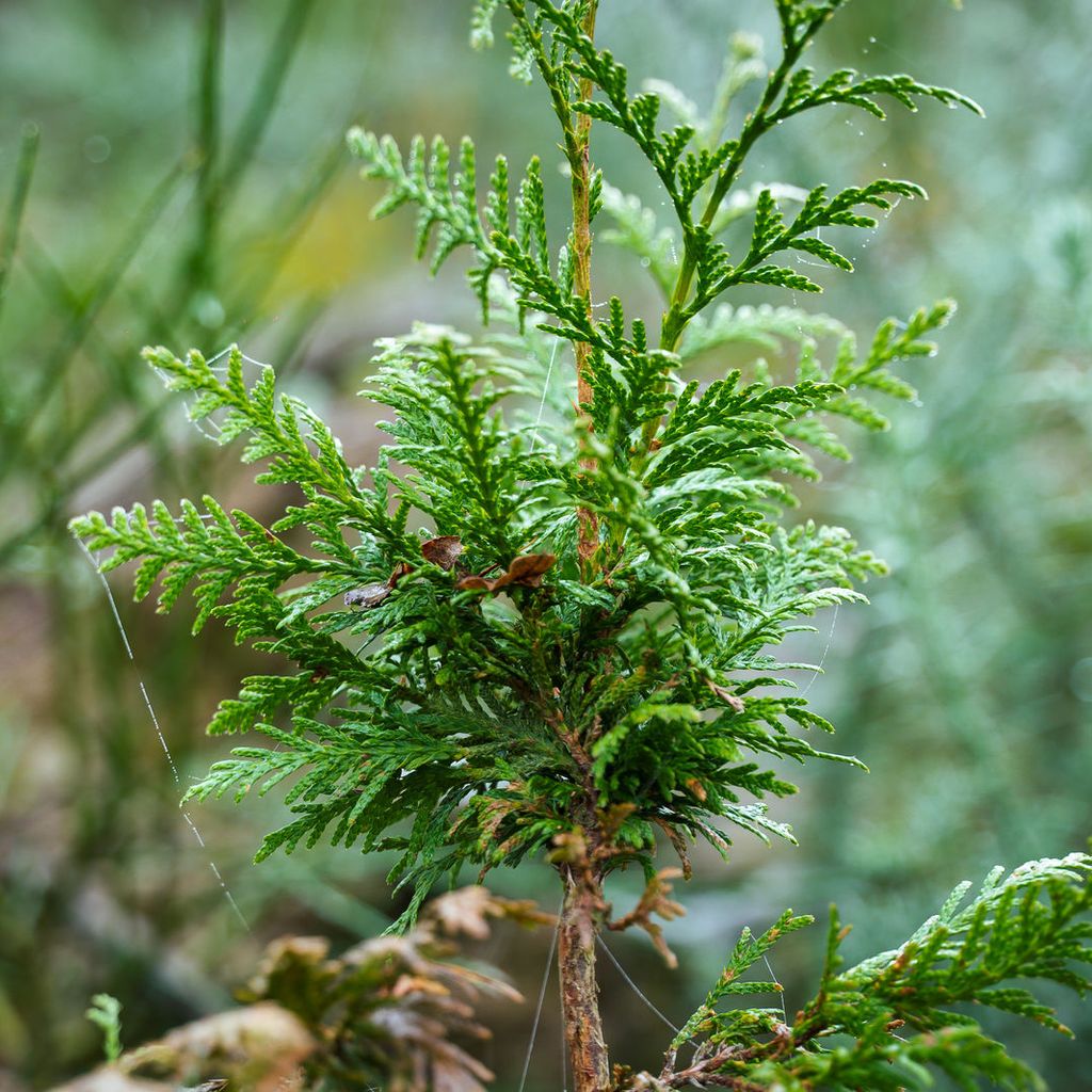 Thuya géant - thuja plicata : Sens, symbole & usage | EcoTree