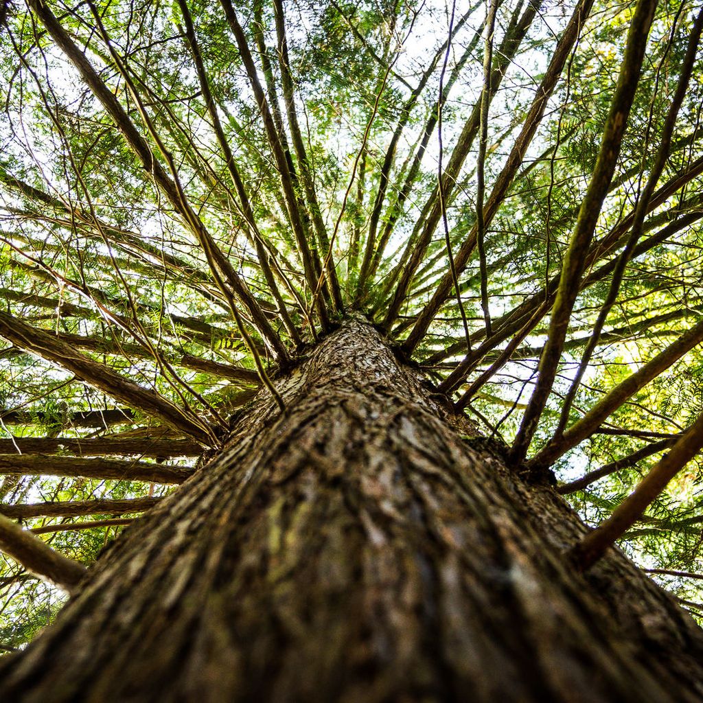 Western Red Cedar: importance, symbolism & Use | EcoTree