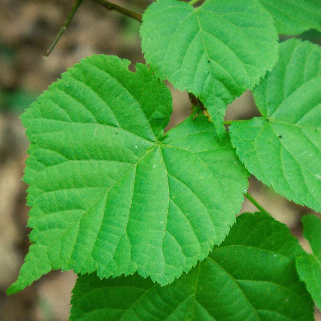 Linden tree: Uses and characteristics | EcoTree