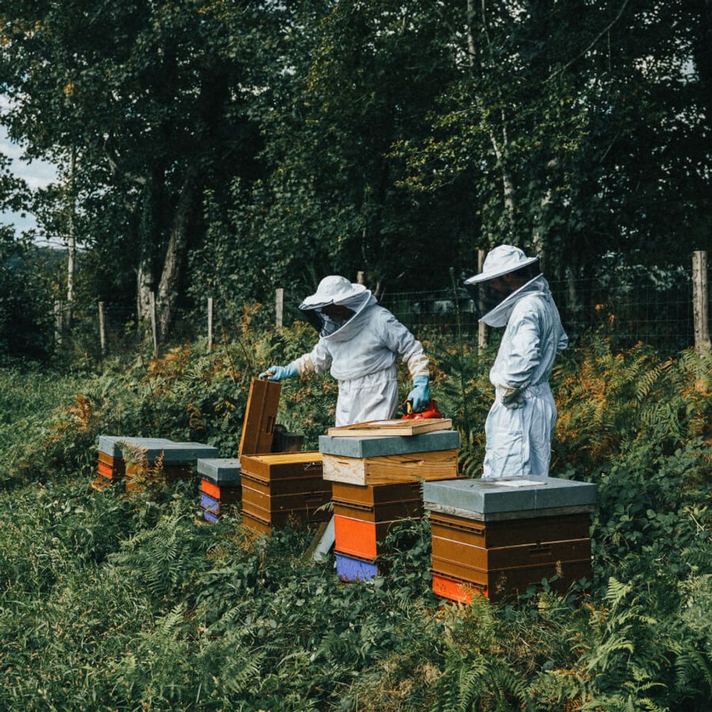 How to fight climate change | EcoTree