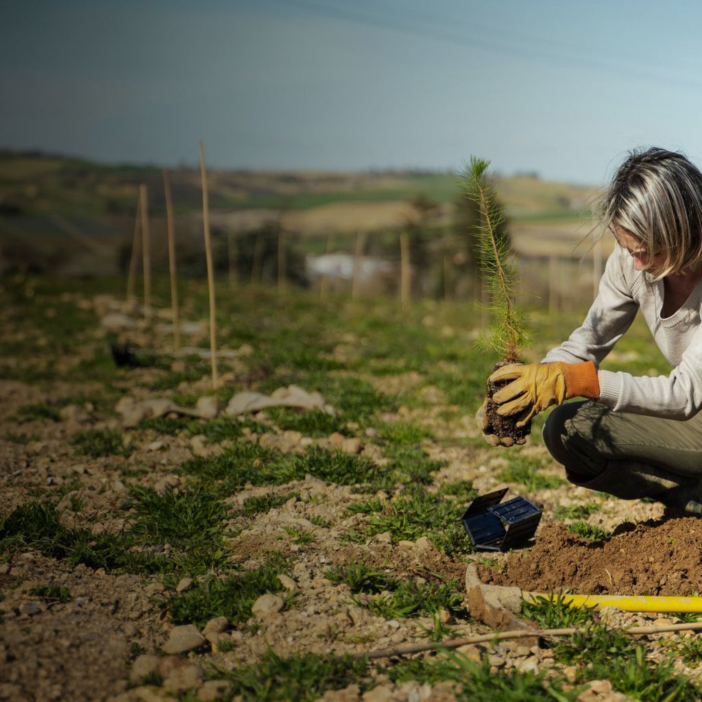 How to fight climate change | EcoTree